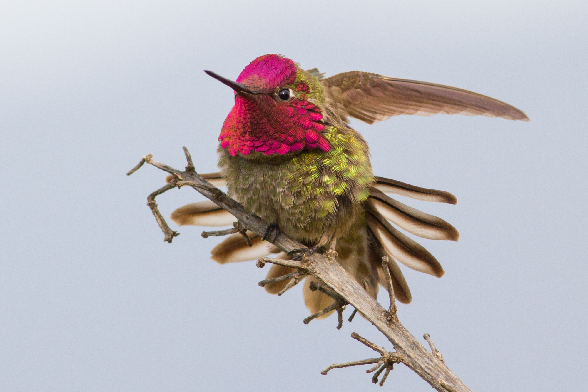 Anna’s Hummingbird – Photo Essay | Under Clear Skies